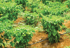 The Gravity Drip Irrigation System – National Irrigation Commission